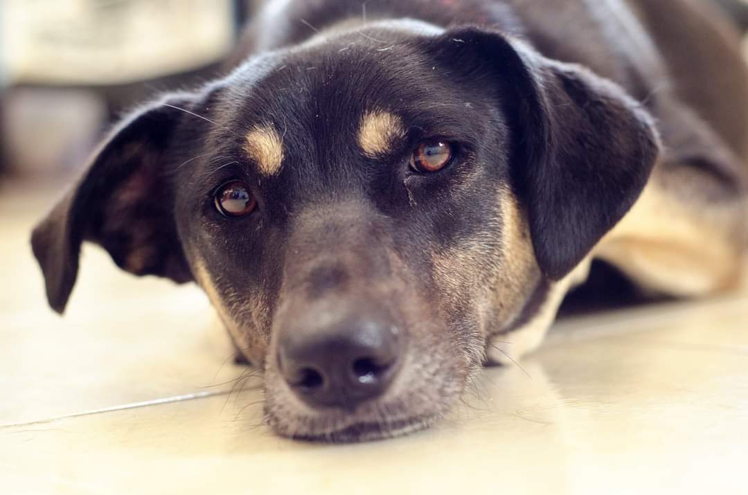 How to choose the right dog for your family – Chasing the Fionist Dream